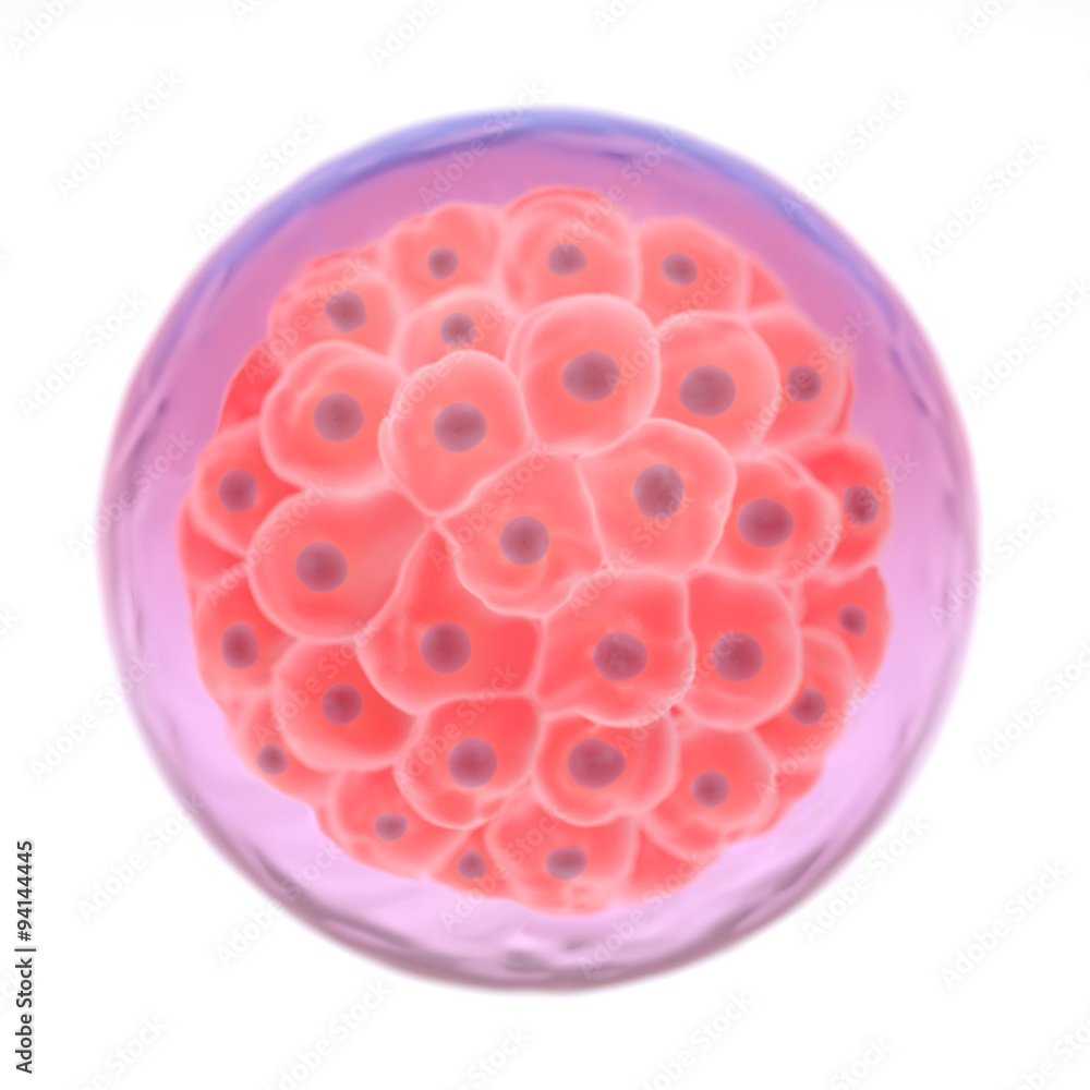 Morula Stock-Illustration | Adobe Stock