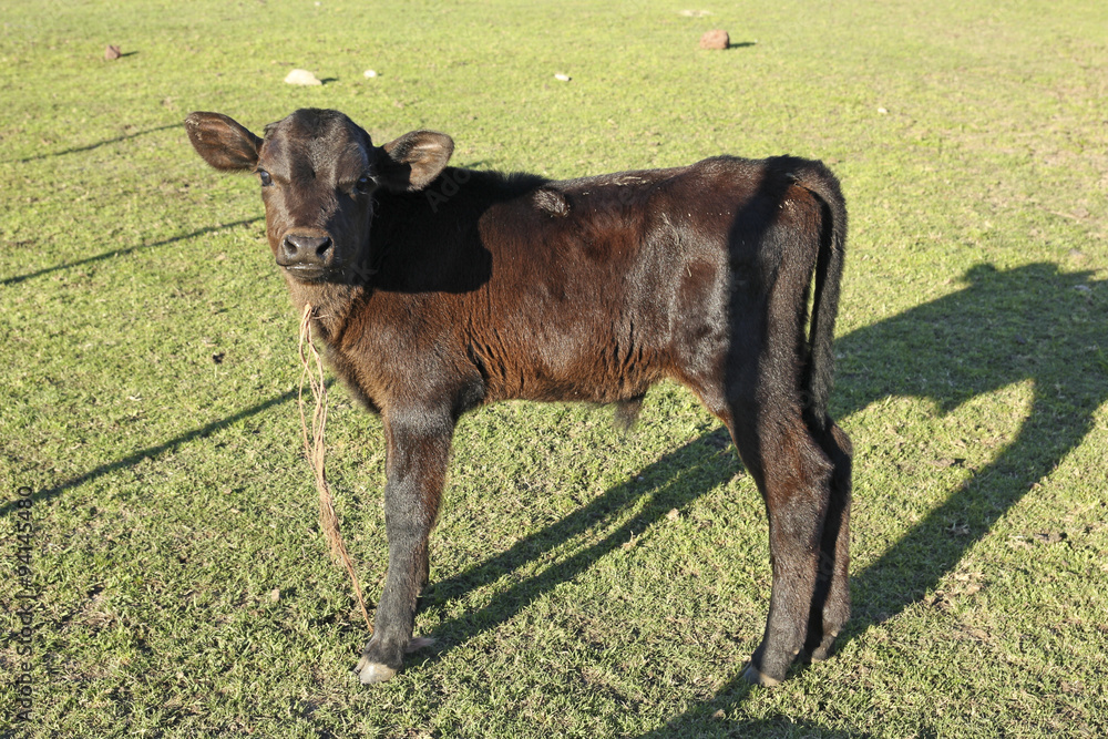 Small brown leather calf on a farm Stock Photo | Adobe Stock
