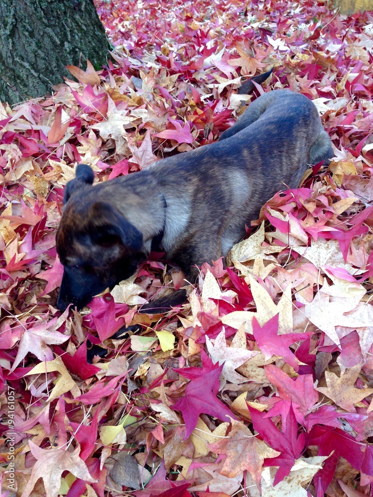 dog in autumn leaves Stock Photo | Adobe Stock