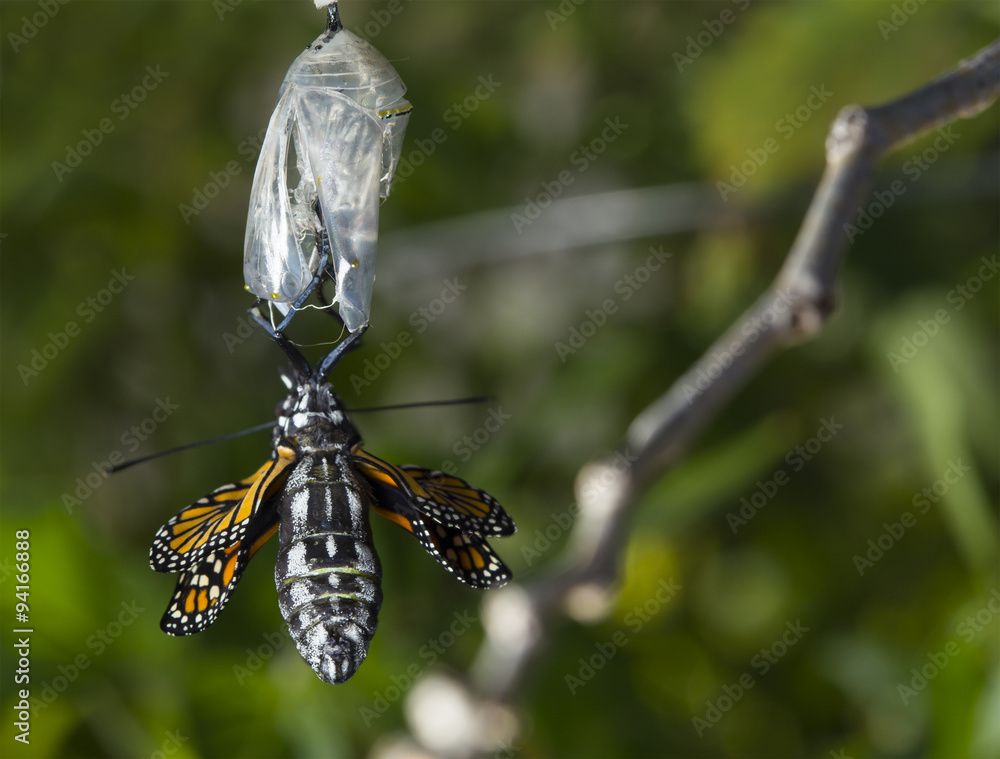 Butterfly emerging pupa Stock Photo | Adobe Stock