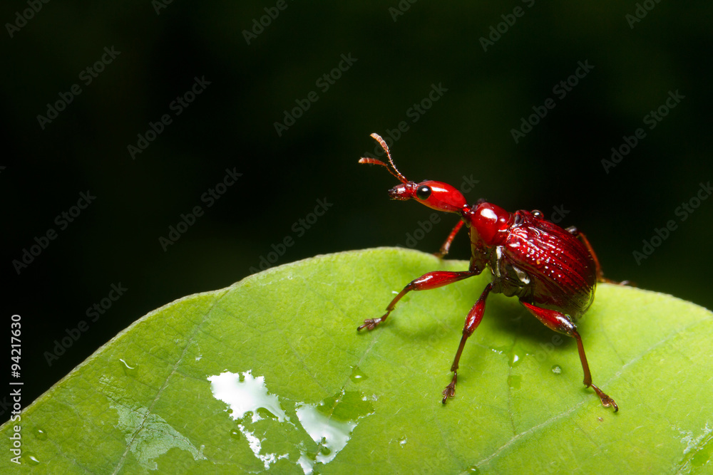 Foto de Paracycnotrachelus sp. Female giraffe beetle in the family ...