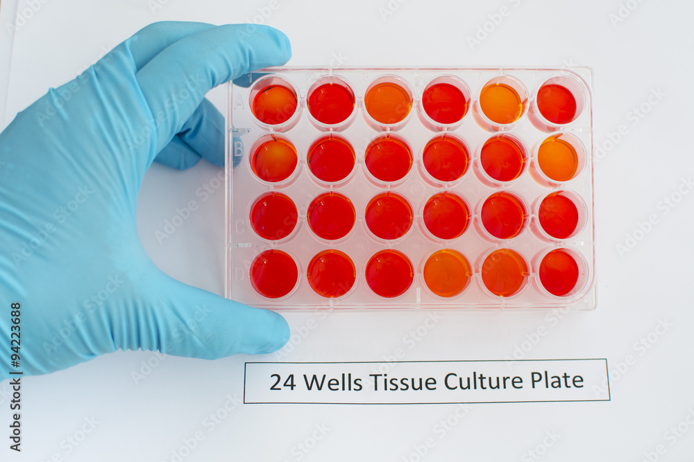 24 wells cell culture plate Stock Photo | Adobe Stock