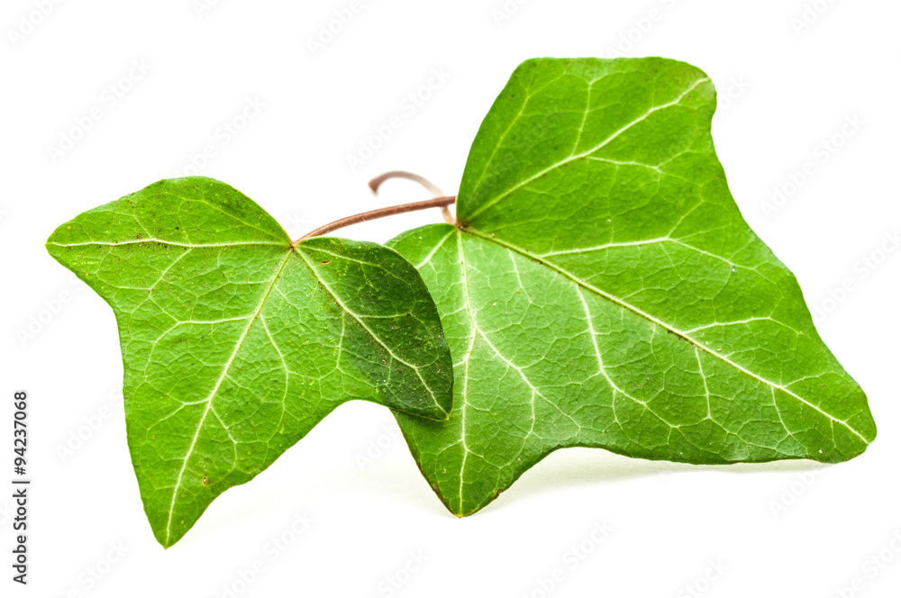 Efeu Stock-Foto | Adobe Stock