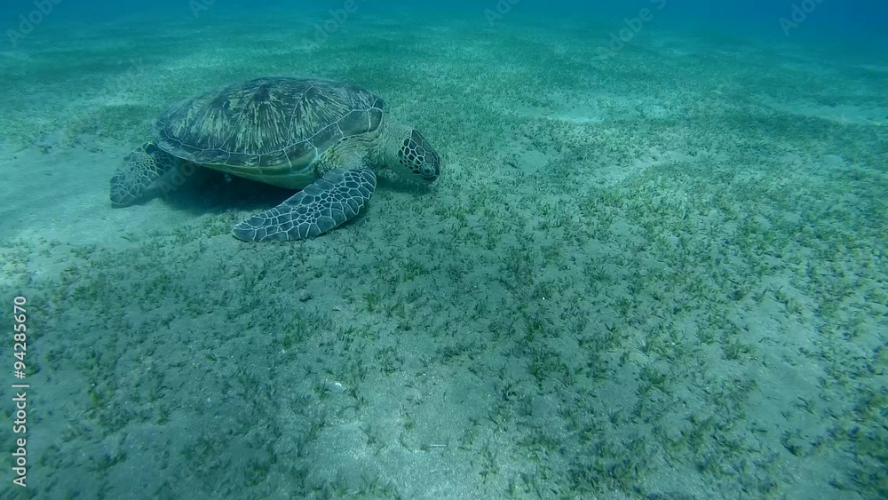 green sea turtle (Chelonia mydas) eating sea grass at the sandy bottom ...