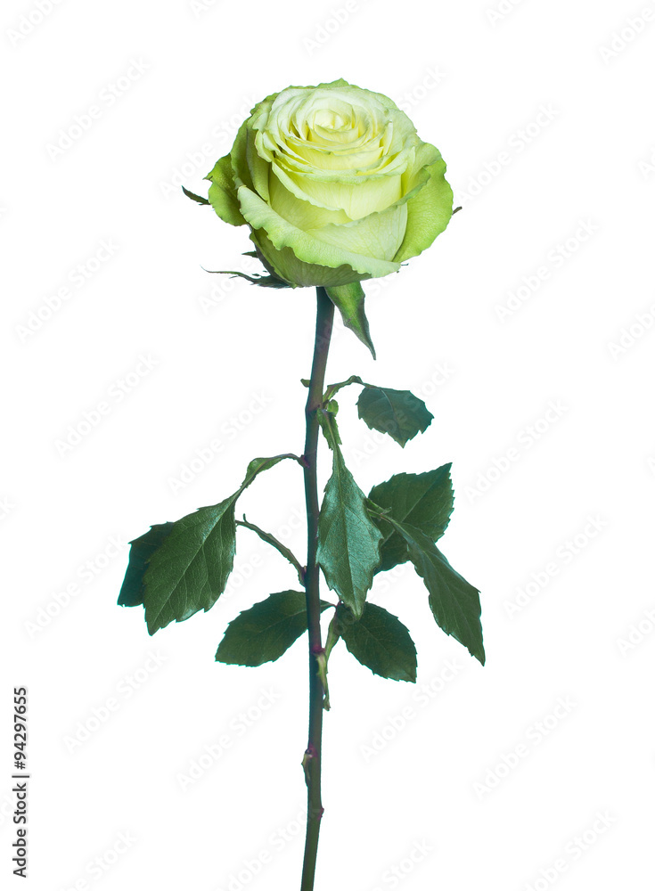 Single Green Rose Flowers