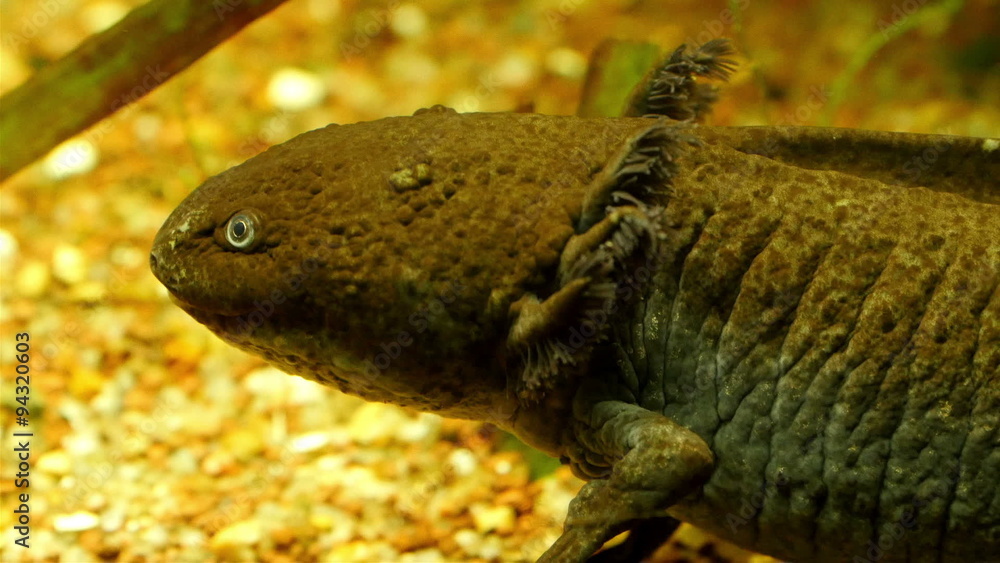 Brown color Axalotl on the ground looking into something. The axolotl ...