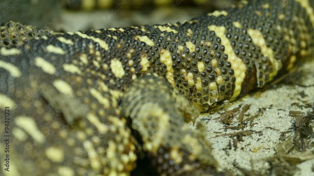 Green and black striped scales of the tail of Rio fuerte Green and ...