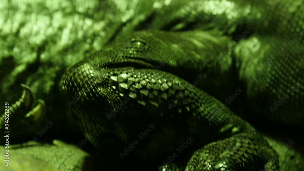 Scaly green and shiny skin of the Utila iguana with spiny tails. It is ...