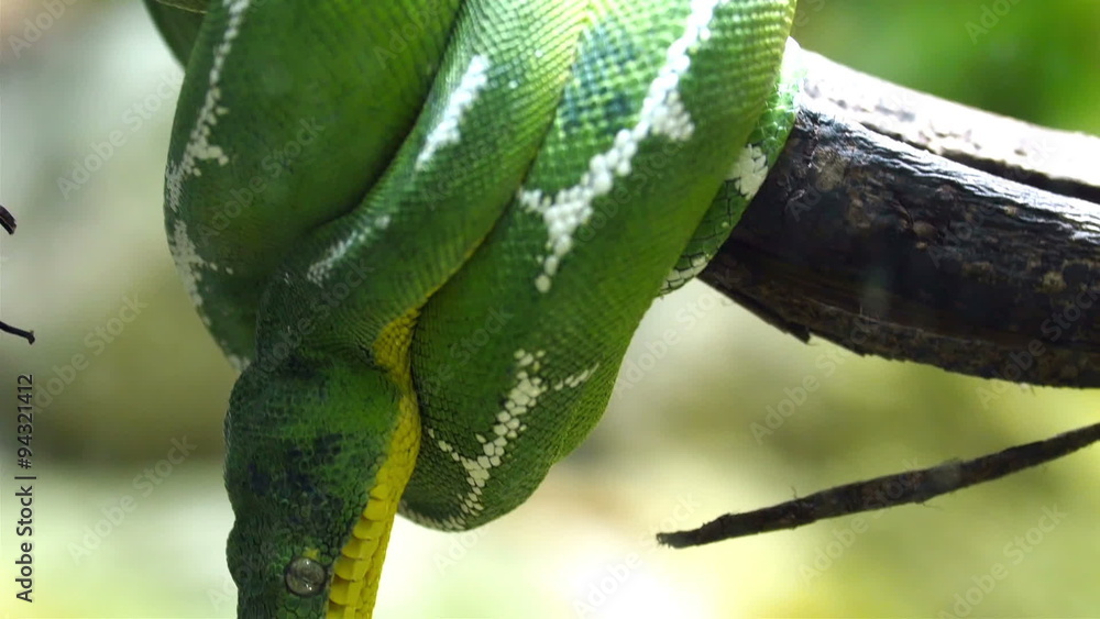 An Emerald tree boa snake curled up on the tree branch. Corallus ...