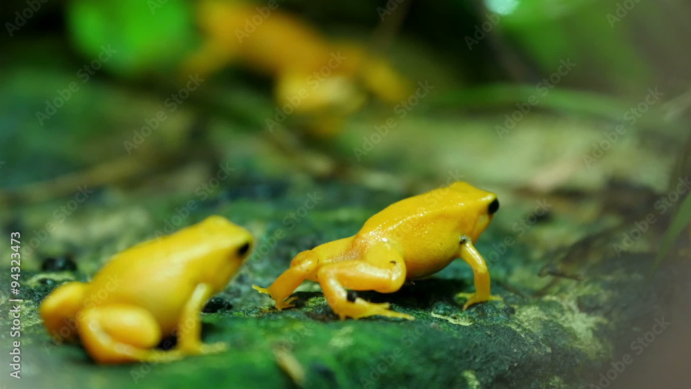 Two golden-yellow small frogs on a rock with green leaves. The golden ...