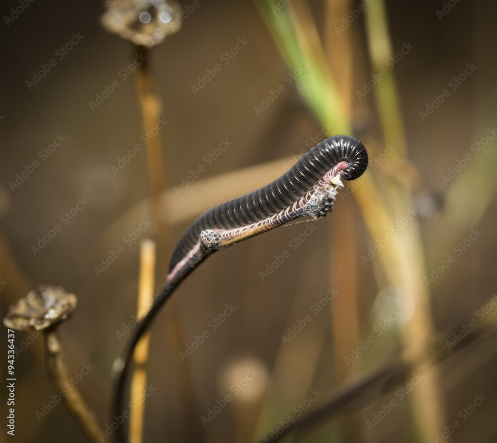 macro of a poisonous millipede (centipede) on a dry branch in nature ...