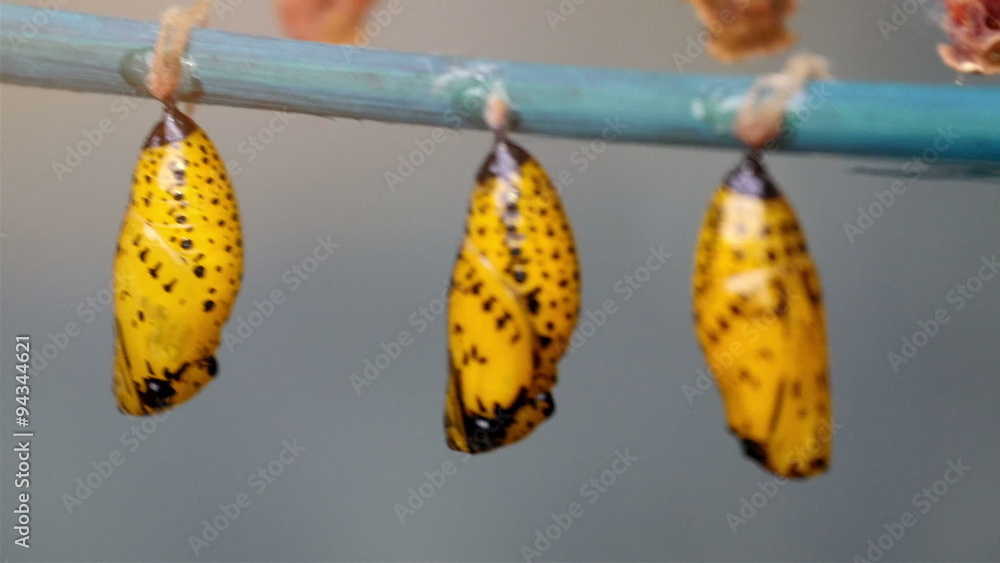 Butterflies in pupal stage where little insects are hanged upside down ...