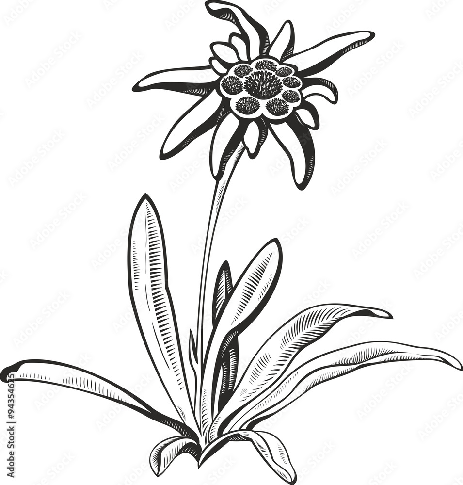 Vetor de Black silhouette outline edelweiss (leontopodium) flower, the ...