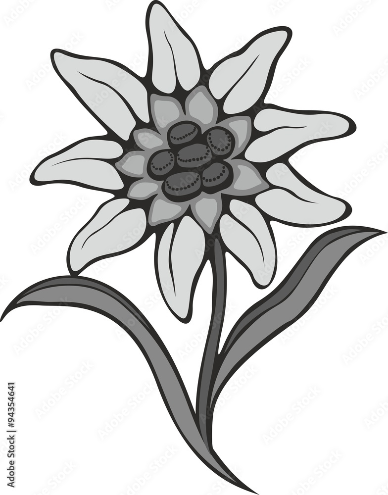 Black silhouette outline edelweiss (leontopodium) flower, the symbol of ...