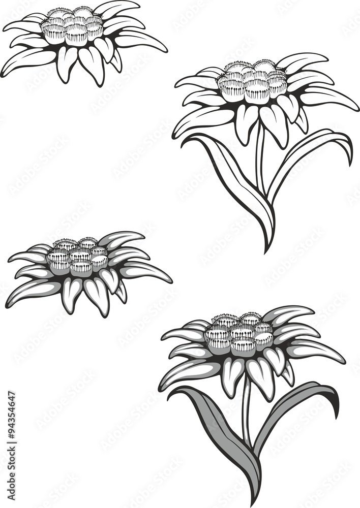 Black silhouette outline edelweiss (leontopodium) flower, the symbol of ...