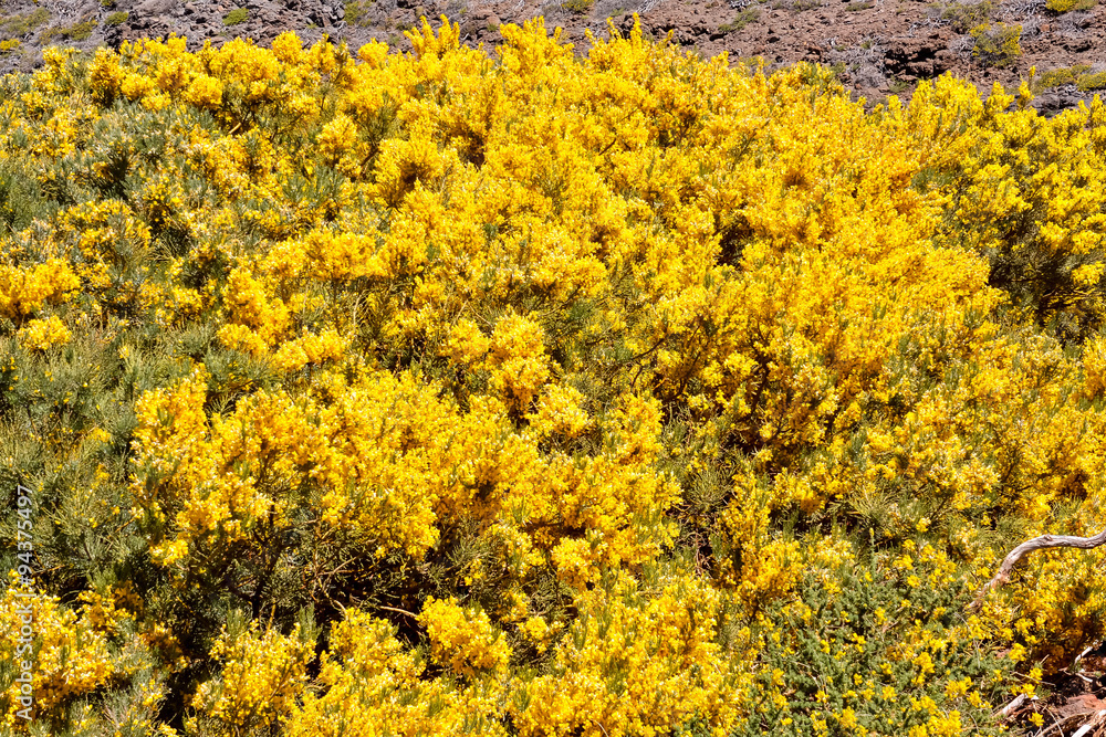 Blooming Flower Background Stock Photo | Adobe Stock