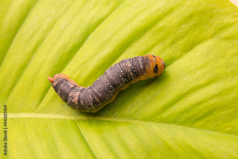 Worm on a leaf. Stock Photo | Adobe Stock