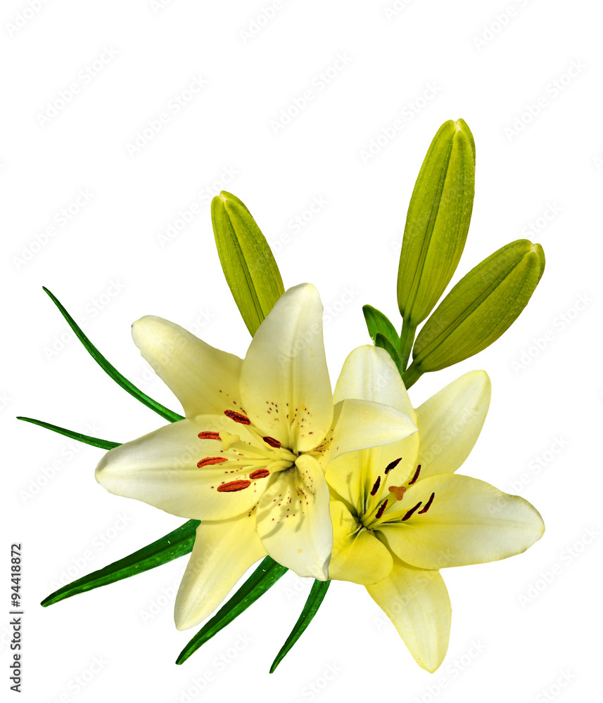 lily flowers isolated on white background Stock Photo | Adobe Stock