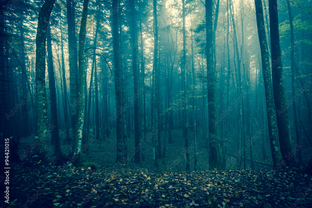 Foto Stock Foresta oscura con la nebbia | Adobe Stock