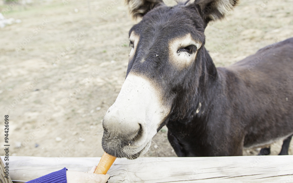 Donkey eating carrot Stock Photo | Adobe Stock