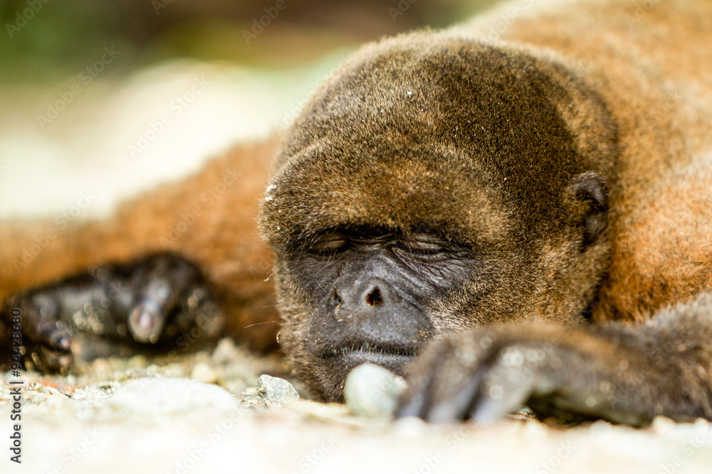 Stunning low angle view of a peacefully sleeping monkey captured in the ...