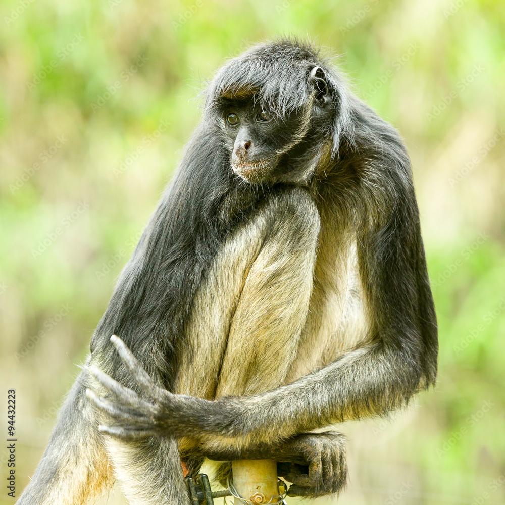 Capturing the image of an endangered Spider Monkey perched on an ...