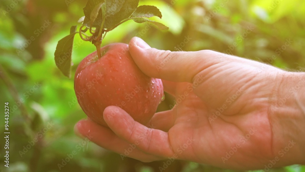 Hand picking apple from the branch of an apple tree in organic fruit ...