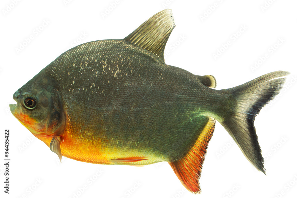 pacu fish red brazil white farming black isolated animals wild tambaqui ...