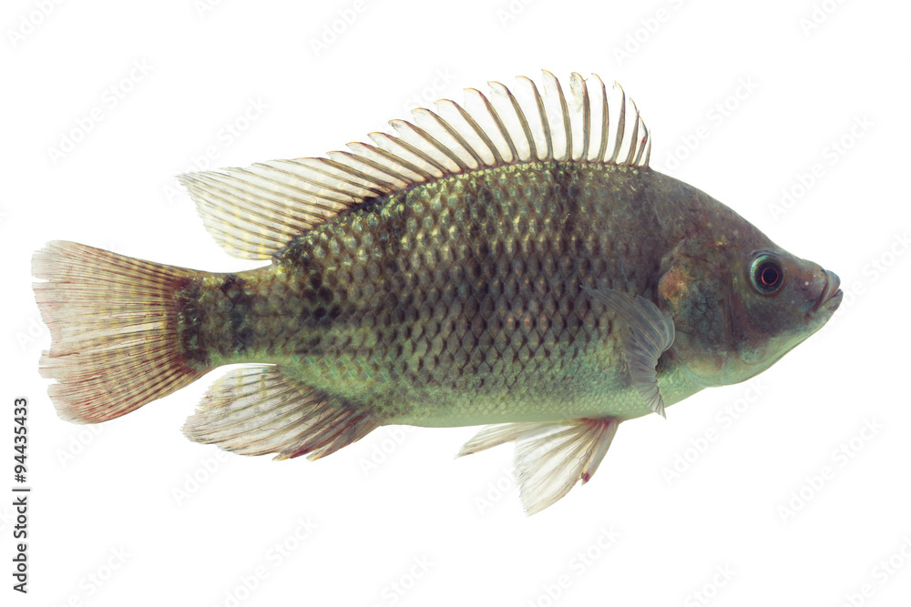 tilapia mozambique tilapia oreochromis mossambicus isolated on white ...