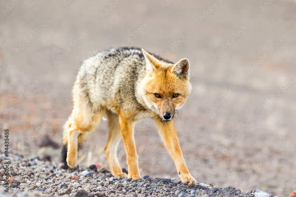 wild fox in cotopaxi national park ecuador volcanoe volcano vision wild ...