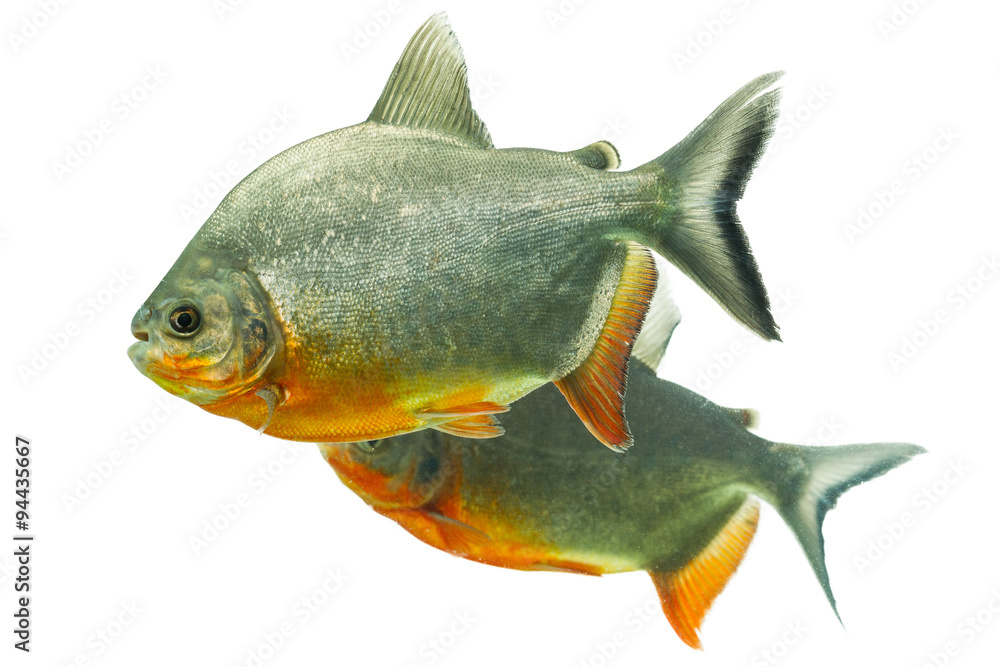 pair fish tambaqui pacu farming tambaqui fish pair isolated on white ...