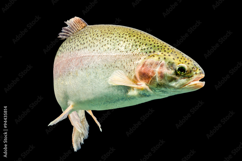 trout rainbow fish black isolated grown trout catch isolated on black ...