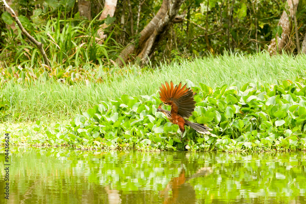 A stunning image of a male hoatzin taking flight in the vibrant ...