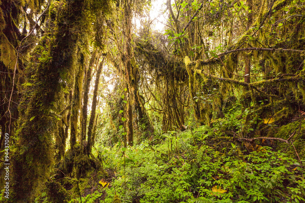 amazon forest rainforest brazil jungle peru ecuador dense tropical rain ...