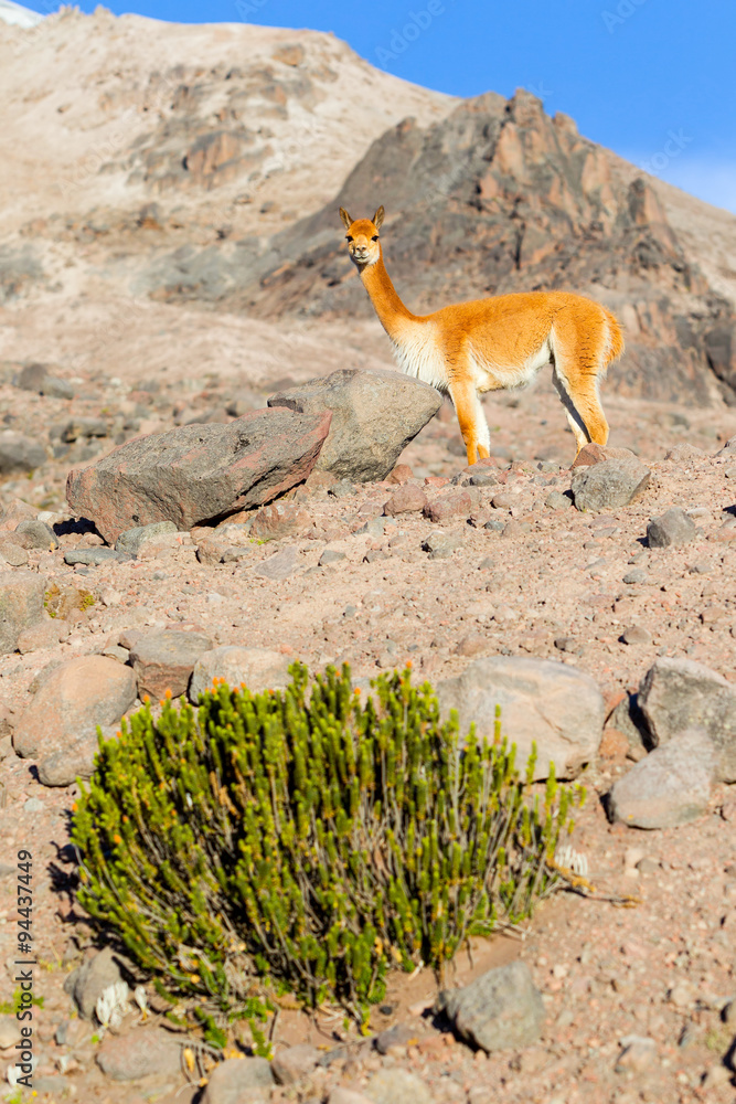 Capture a stunning image of a majestic Vicugna,a rare camelid species ...