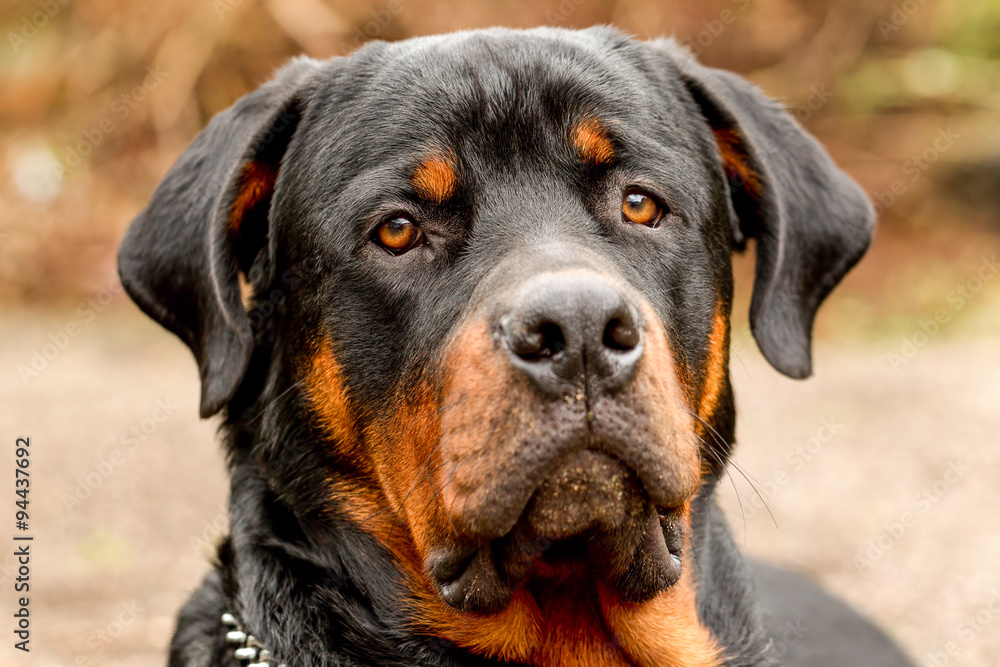 Purebred Rottweiler