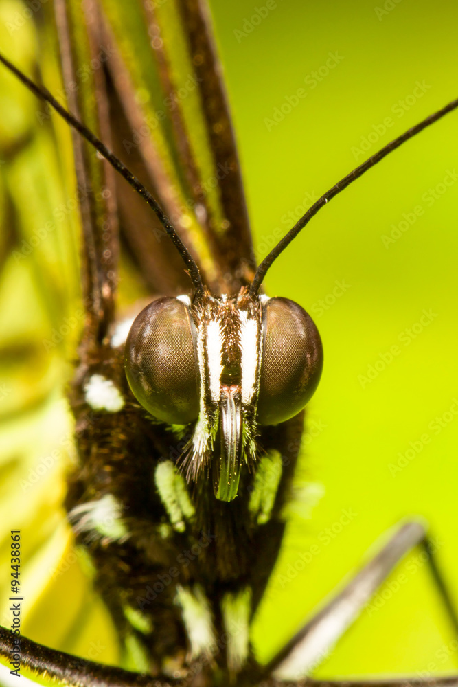 Rare Close Up Shot of Metona Grandiosa Head an Endemic Species to ...