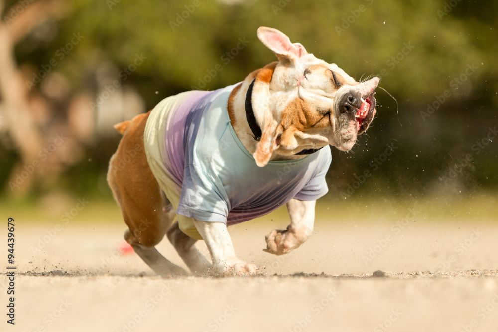 Foto de crazy dog animal goofy funny shake hilarious run playing pet ...