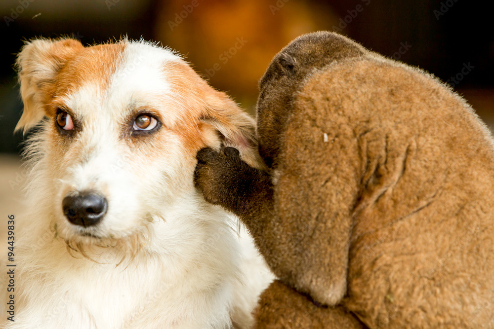 dog monkey tropical rainforest chorongo monkey giving private with a ...