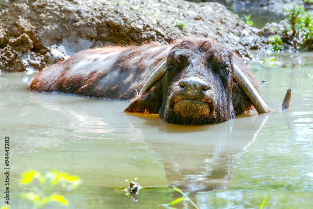 water buffalo restful in a muddy water shot taken in the wild fauna tan ...