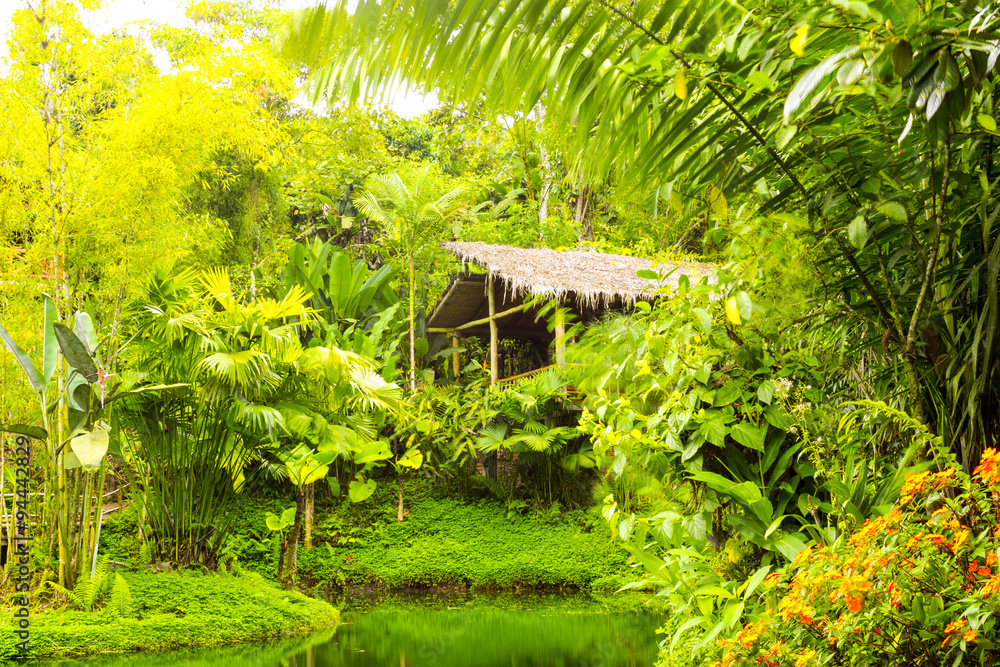 amazon roof hostel hut house wooden household in amazonian tub forestry ...
