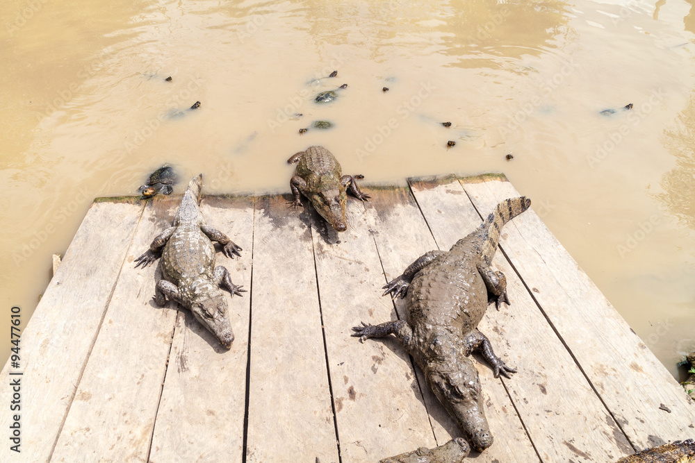 The yellow-spotted Amazon river turtle (Podocnemis unifilis) and ...