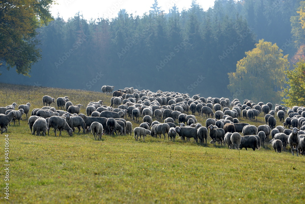 Schafherde im Herbstlicht Stock-Foto | Adobe Stock Schafherde im Herbstlicht Stock-Foto | Adobe Stock