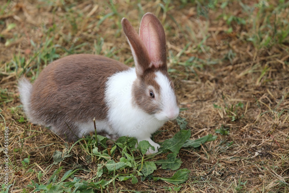 big rabbit with very long ears Stock Photo | Adobe Stock
