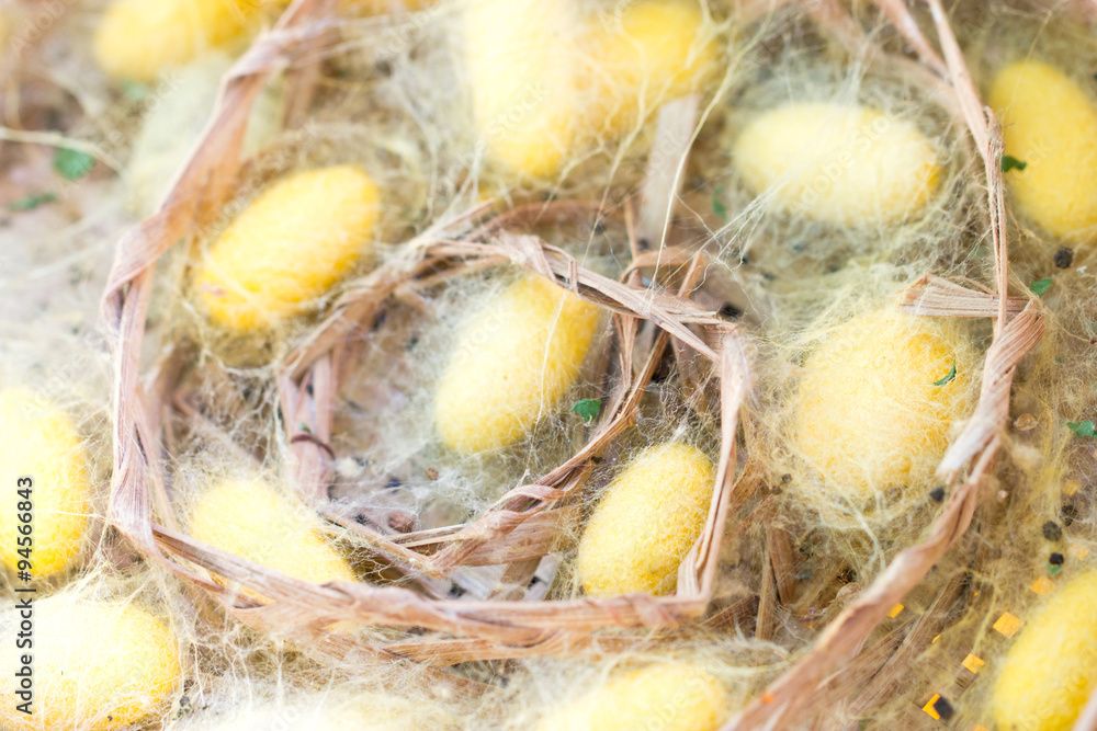 Silk Worm Nest