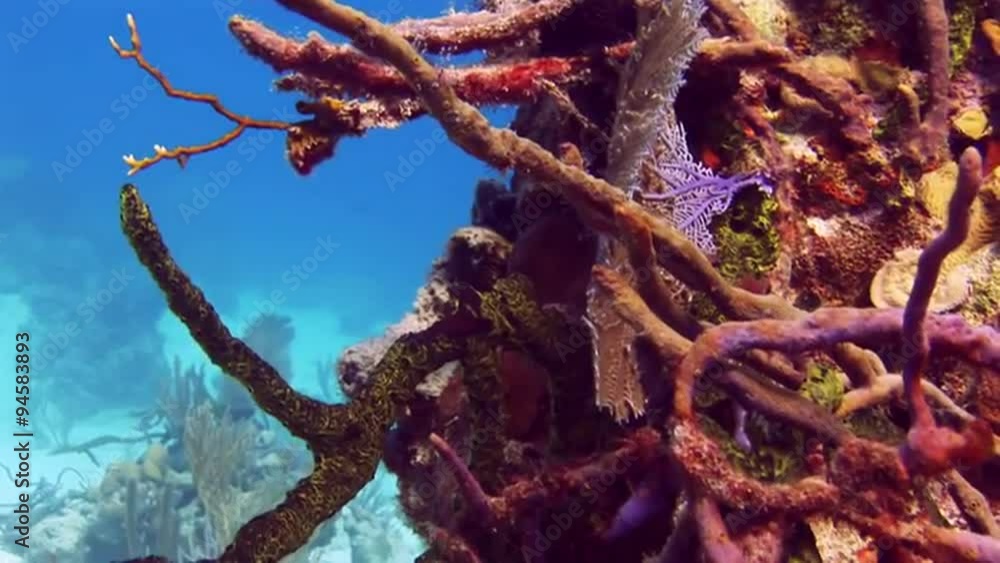 Underwater Bahamas. Blue fish. Underwater world of the Bahamas. Passing ...
