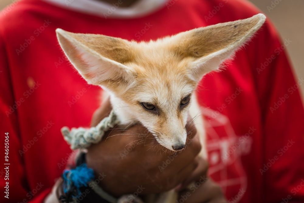 a cute desert fox Stock Photo | Adobe Stock