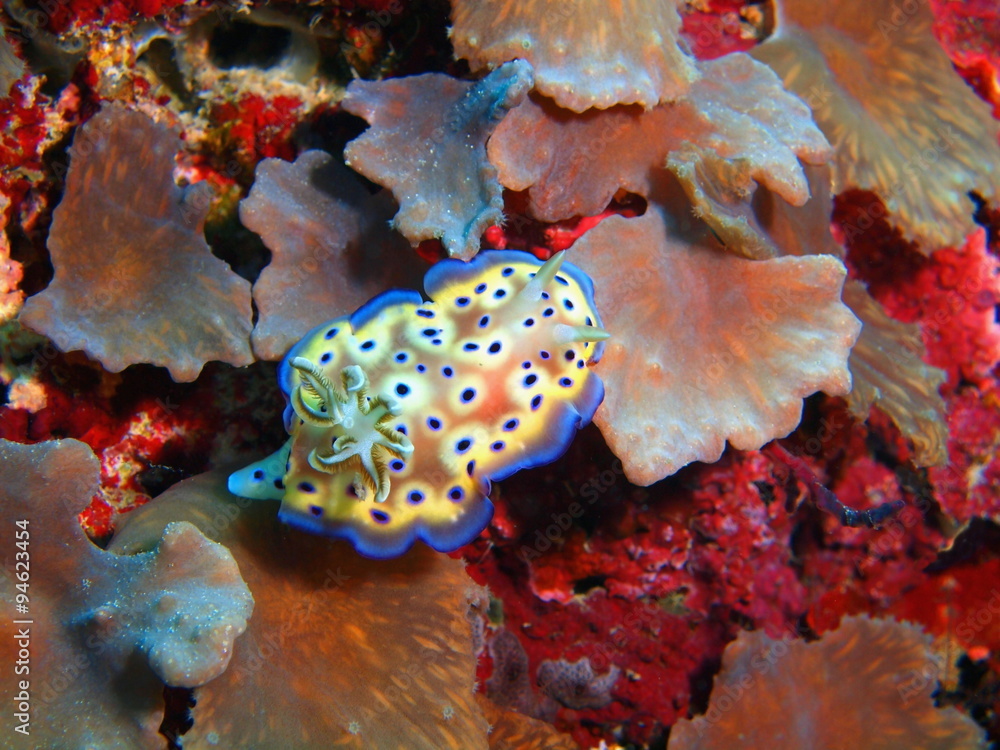 True sea slug, Island Bali Stock Photo | Adobe Stock