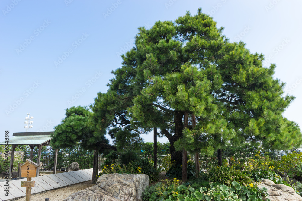 Omiya no matsu(pine tree of Omiya) Stock Photo | Adobe Stock