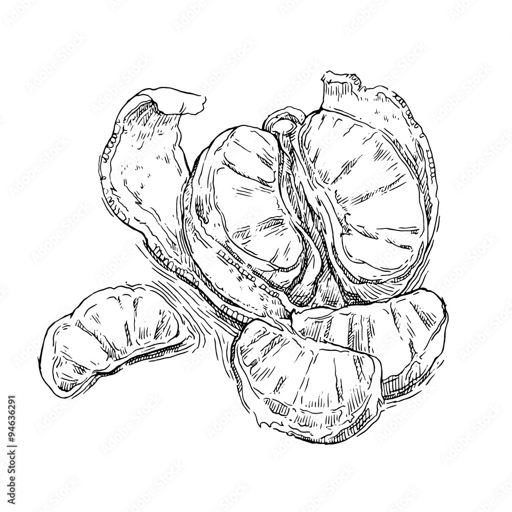 Mandarin, vector hand drawing Stock Vector | Adobe Stock